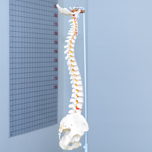 Corrective Chiropractic: More Than Just Pain Relief – Chiropractic ...